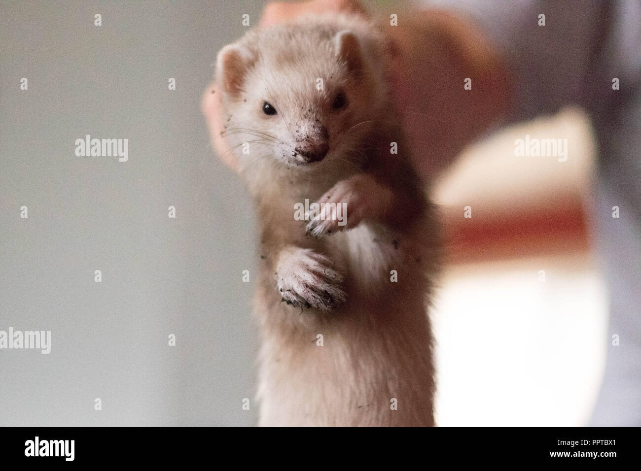 A small female ferret is scruffed after digging up a potted plant Stock ...