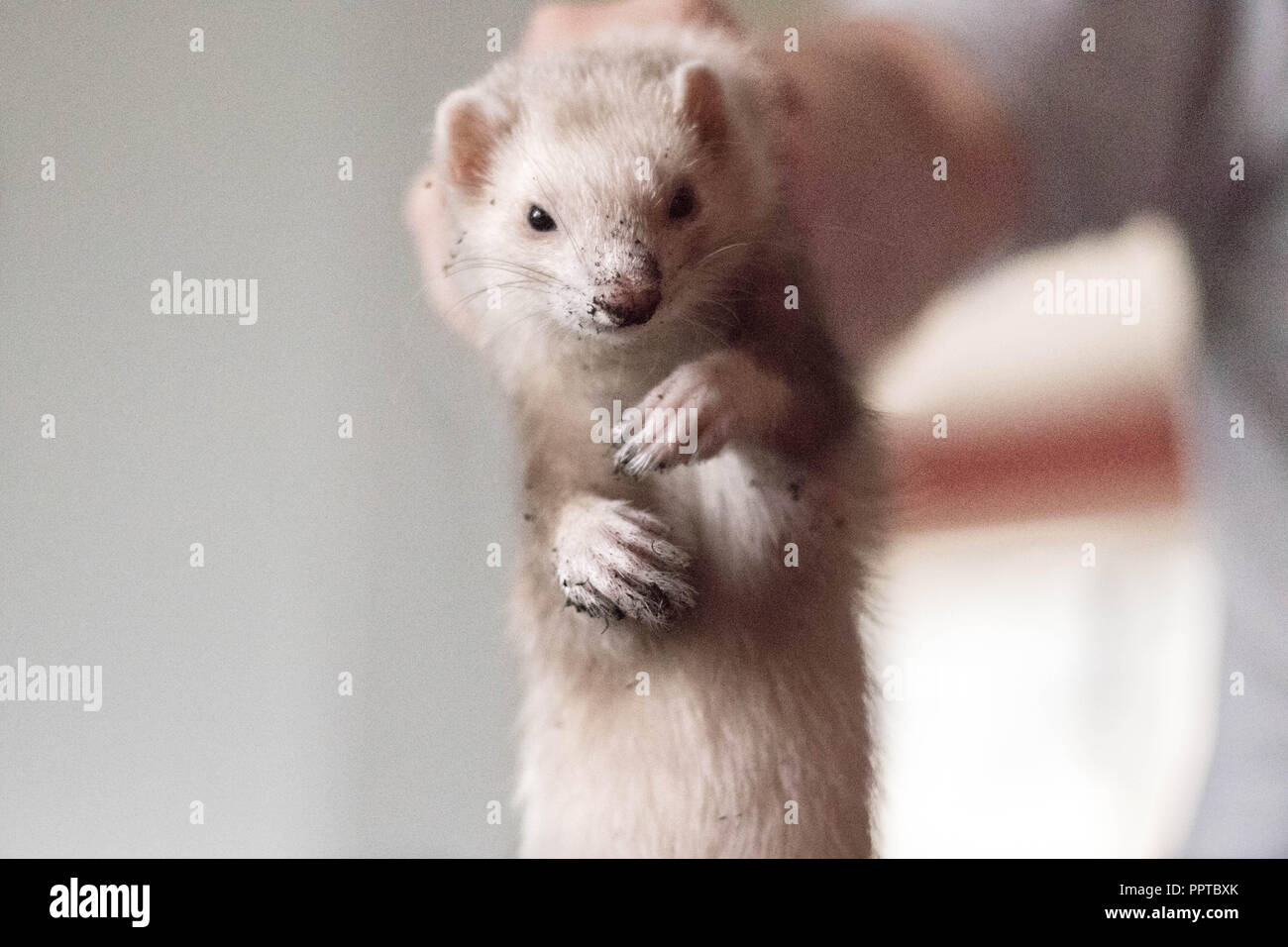 Scruff hi-res stock photography and images - Alamy