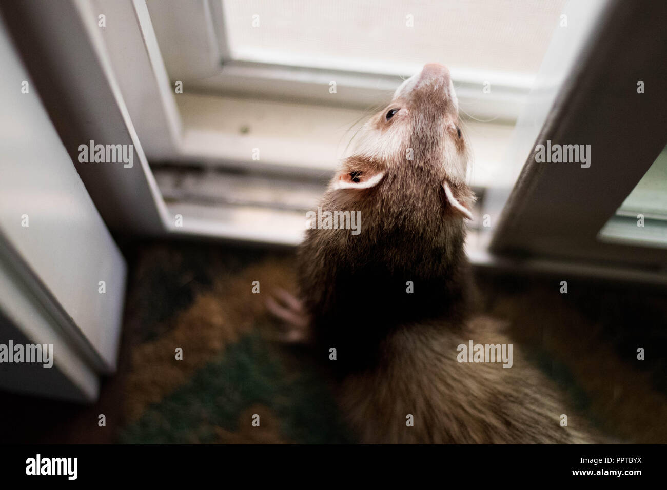 A young and curious male ferret investigates his surroundings Stock ...