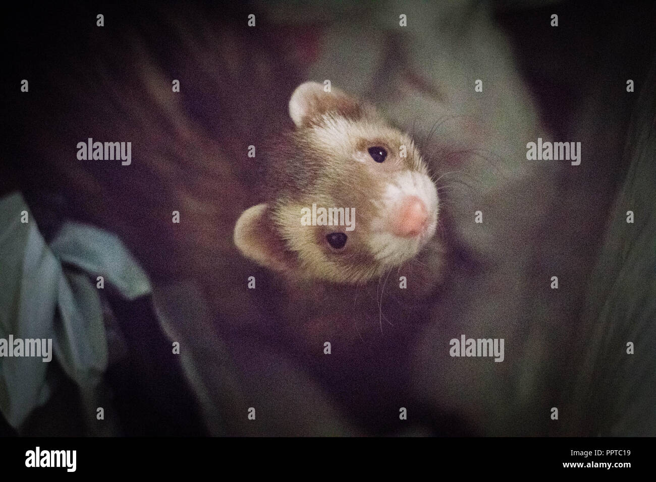 A young and curious male ferret investigates his surroundings Stock ...