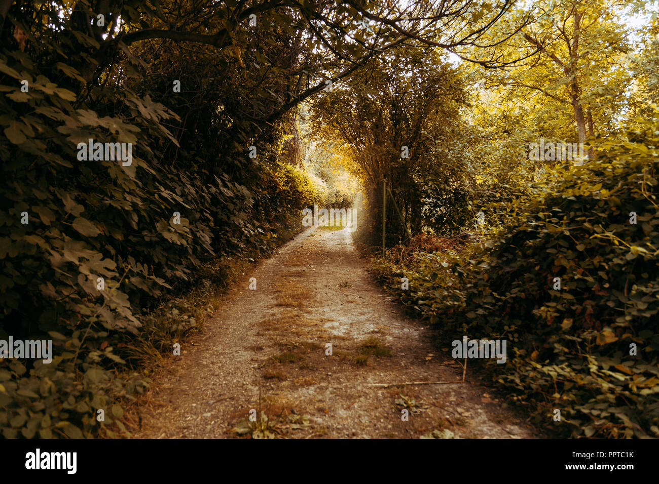 Autumn path with fall leaves in the ground Stock Photo - Alamy