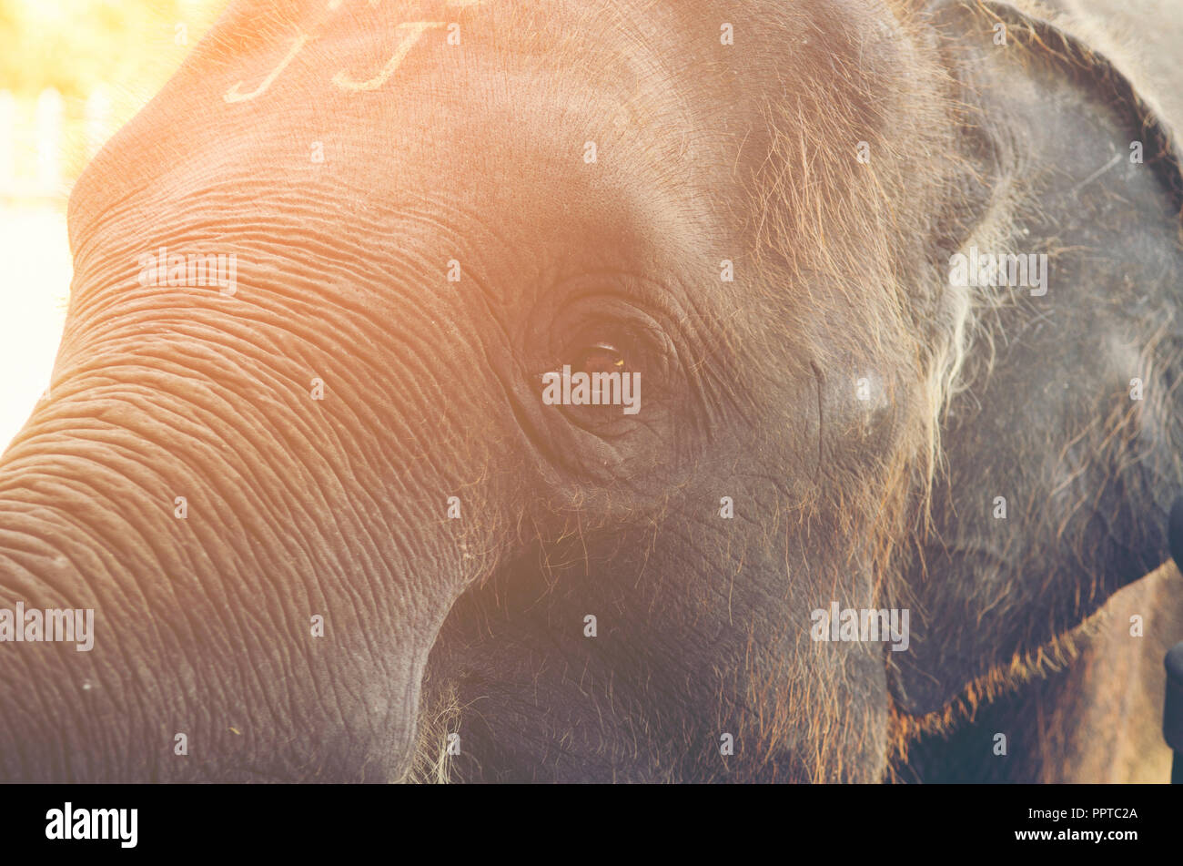 Crying Elephant High Resolution Stock Photography and Images - Alamy
