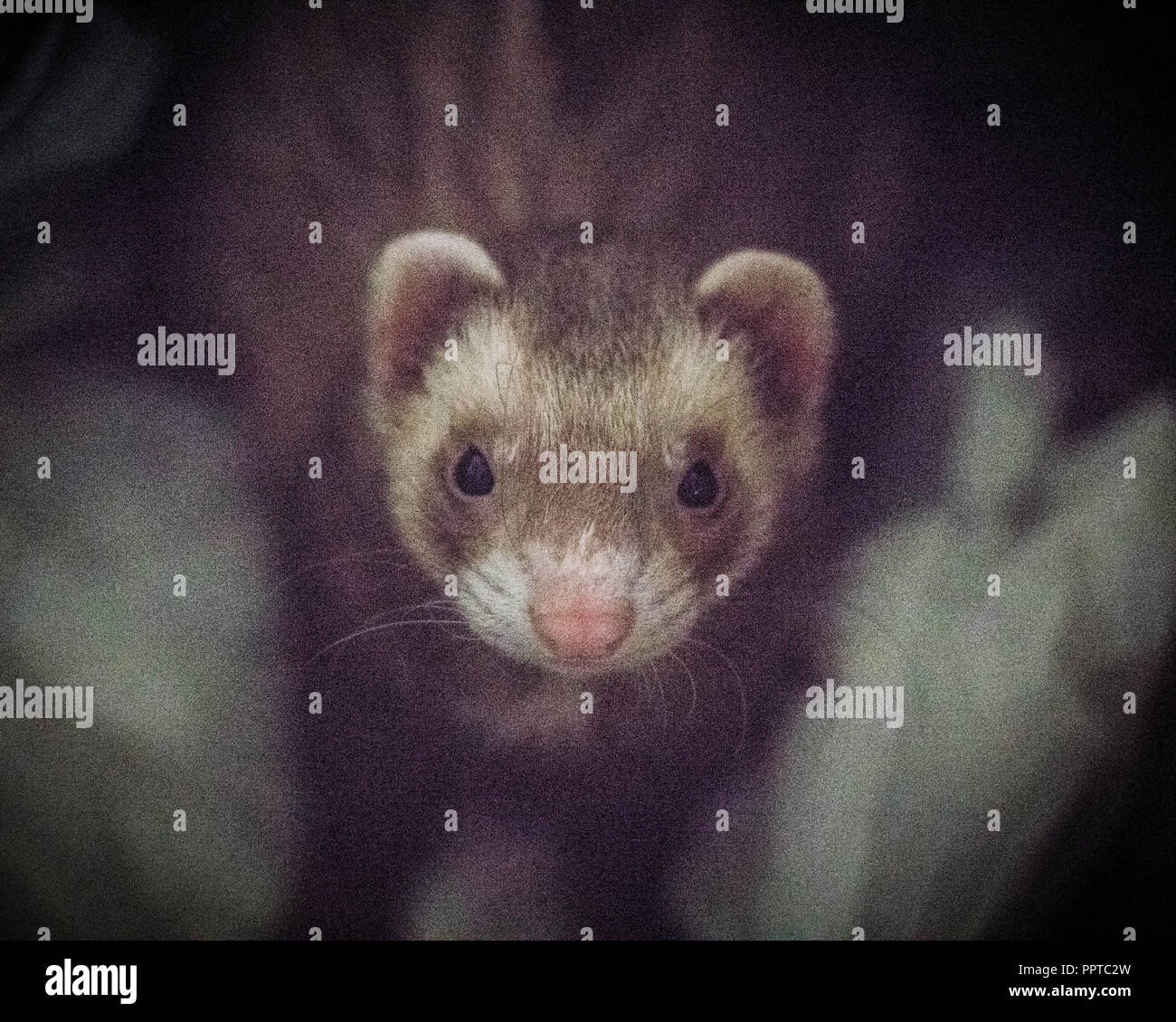 A young and curious male ferret investigates his surroundings Stock ...