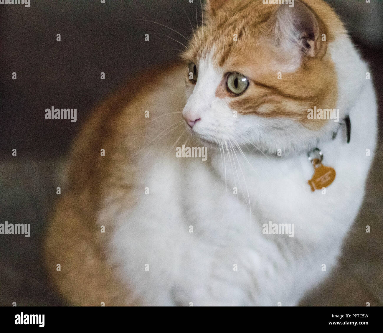 Orange and white cat hi-res stock photography and images - Alamy