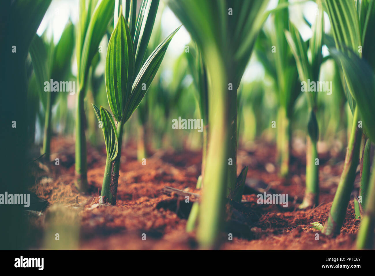 Sprout of coconut tree, Young coconut seed germination green leave ...