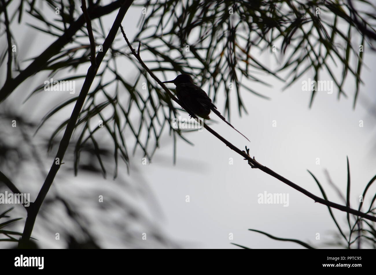 Calm hummingbird hi-res stock photography and images - Alamy
