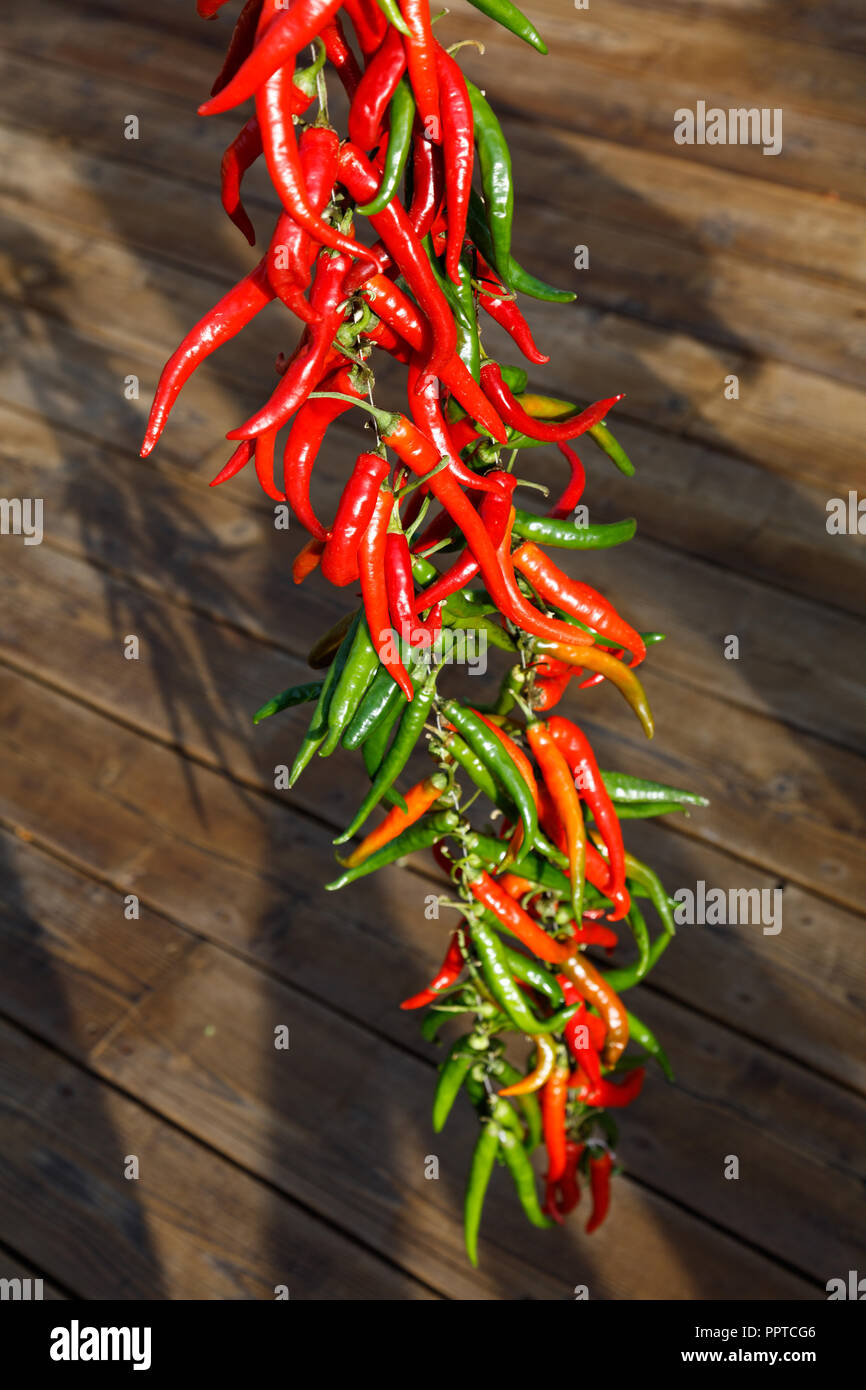 Hot red chili or chilli pepper ristra Stock Photo - Alamy
