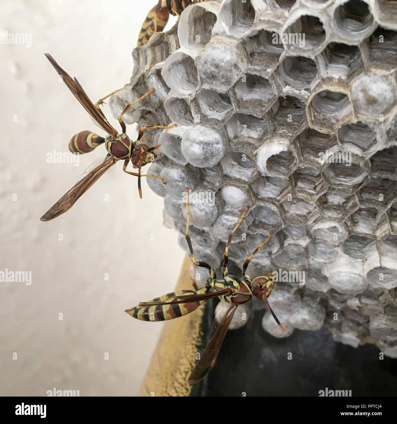 Wasps nest with wasps hi-res stock photography and images - Alamy