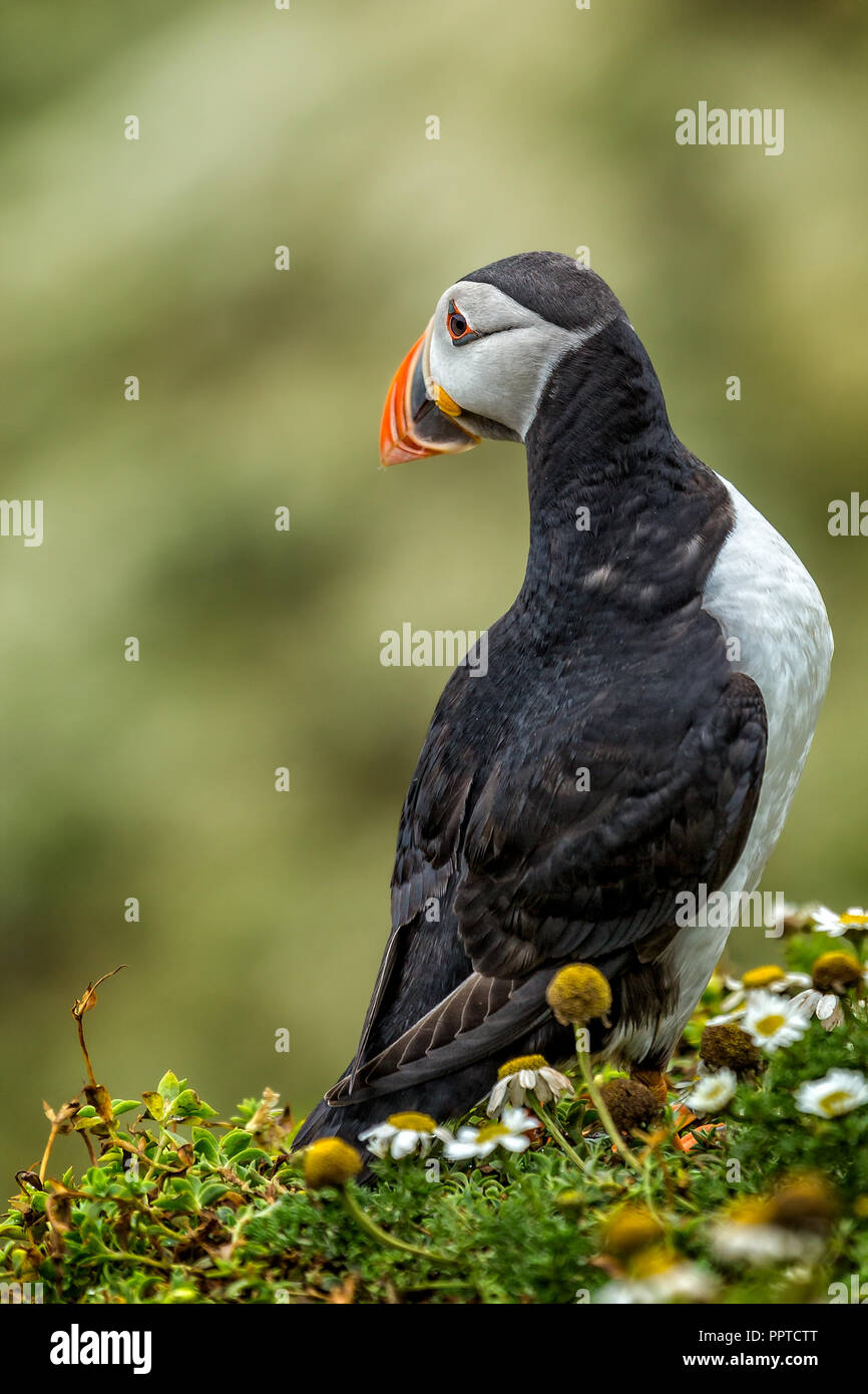 Close up of single Puffin Stock Photo - Alamy