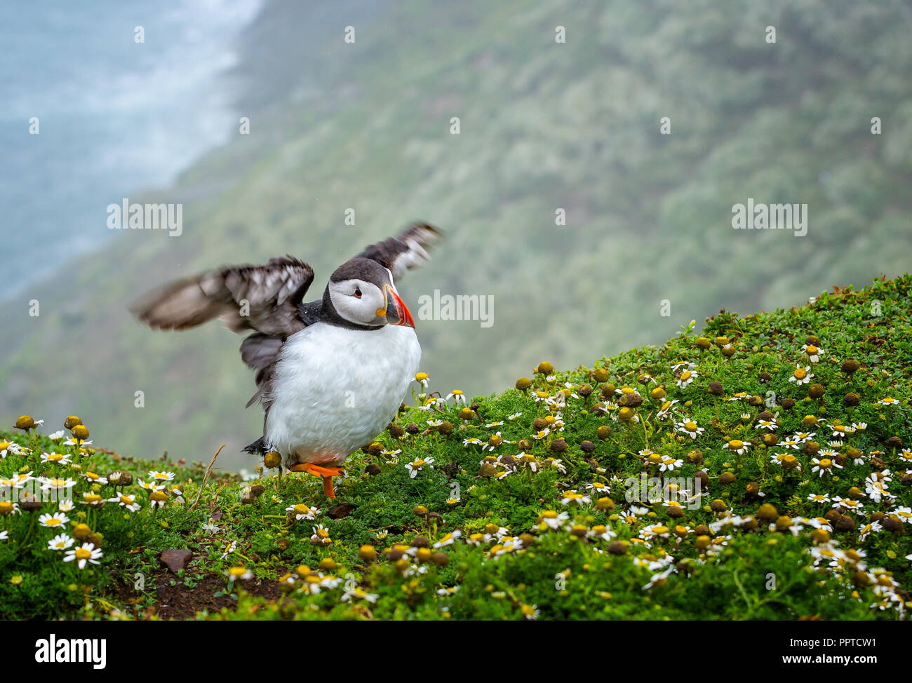 Puffin flapping wings hi-res stock photography and images - Alamy