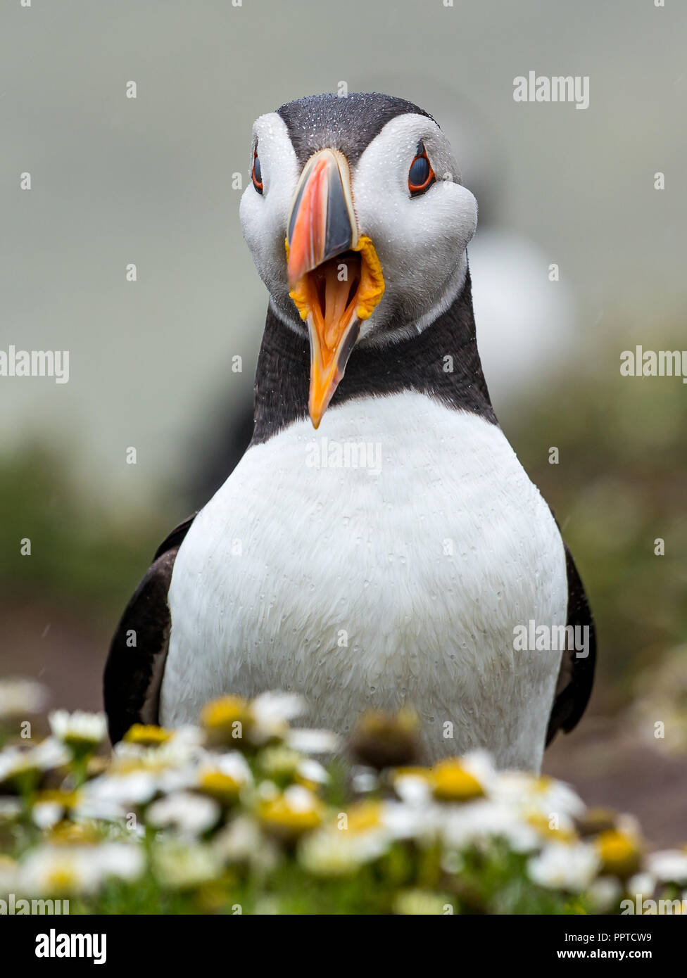Puffin coloured beak hi-res stock photography and images - Alamy