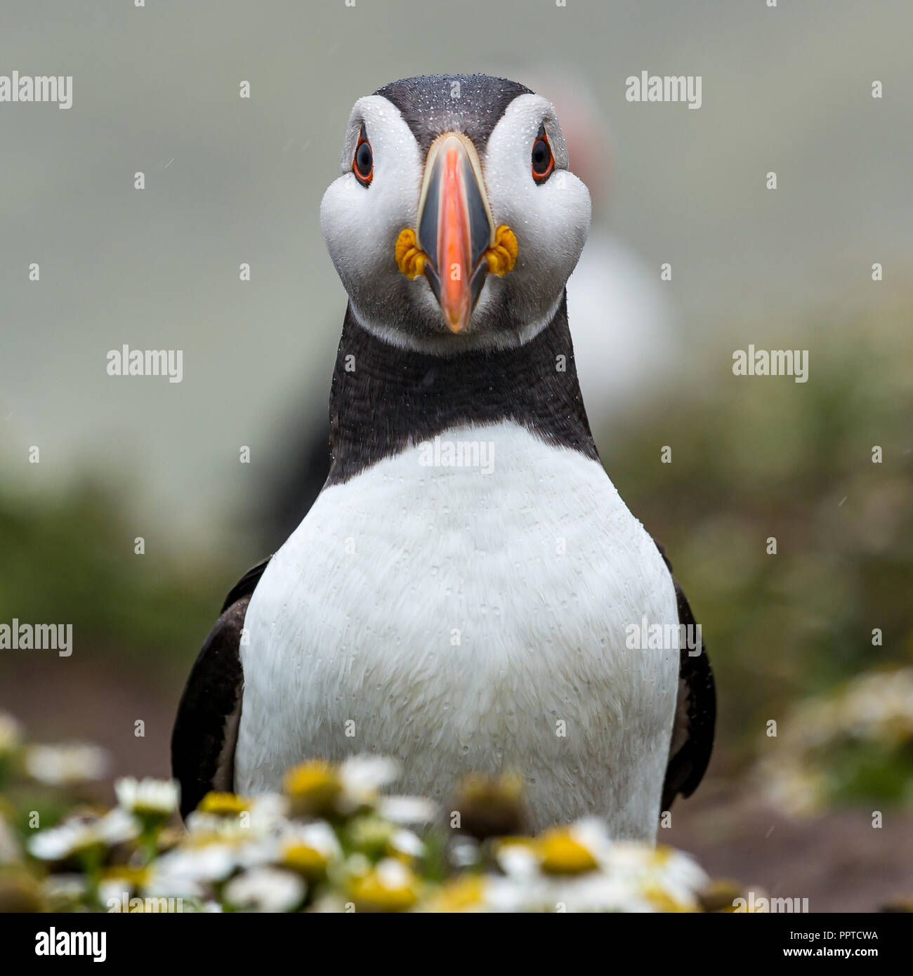 Close up of single Puffin Stock Photo - Alamy