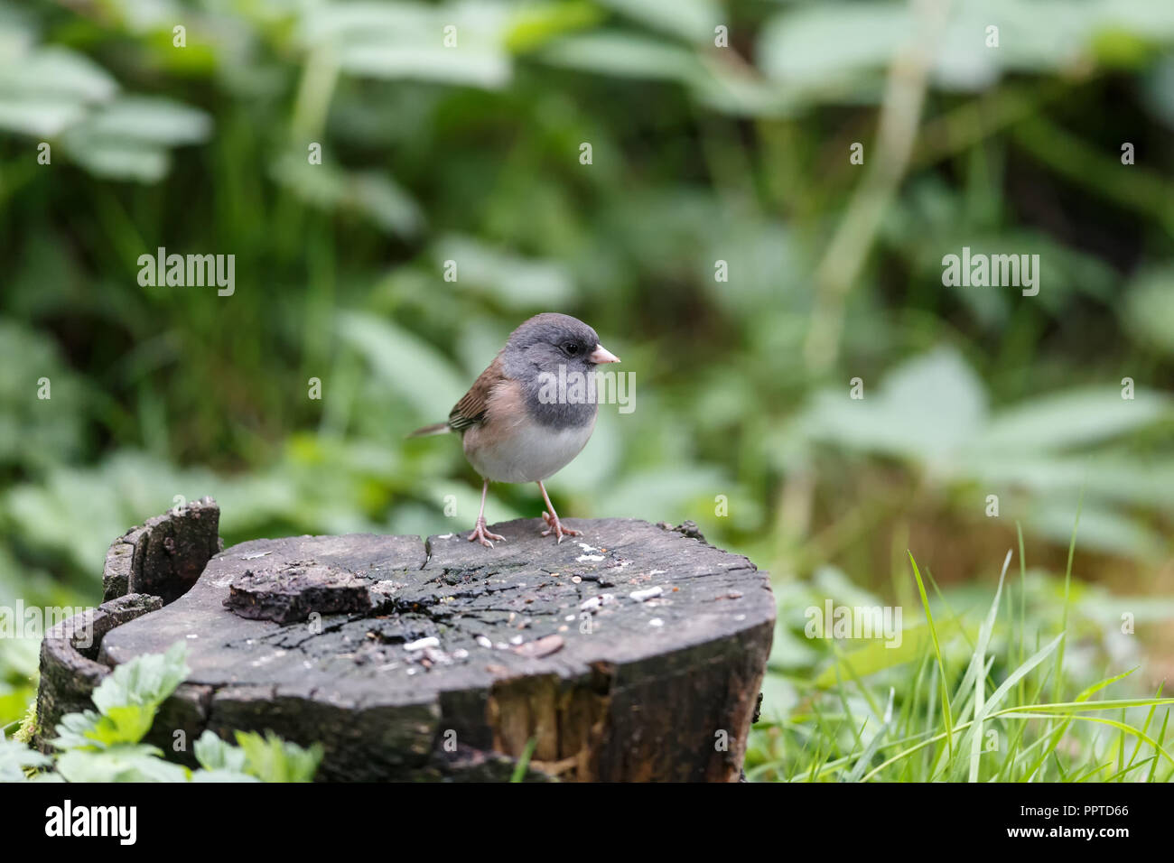 Junco Bird Stock Photos & Junco Bird Stock Images - Alamy