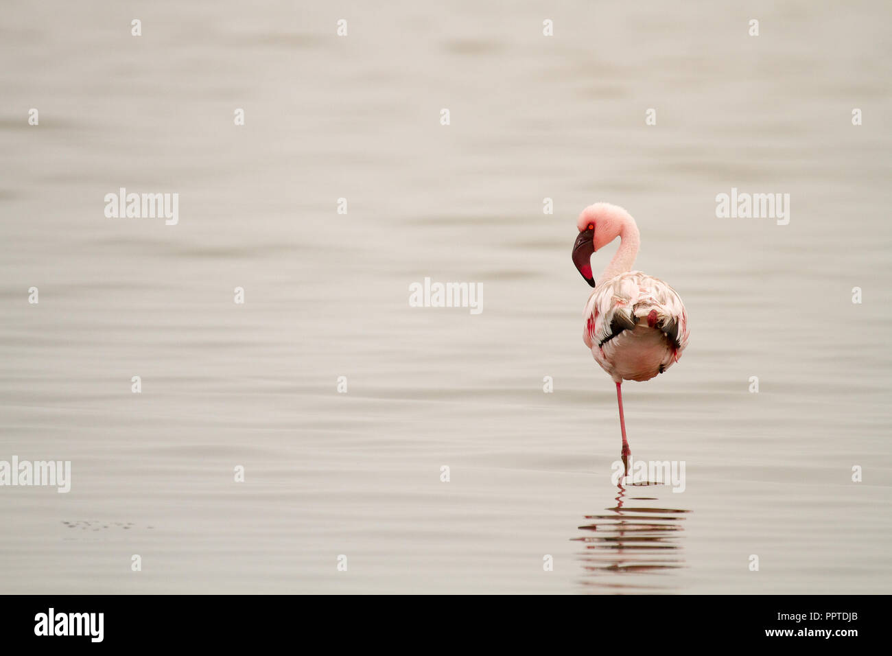Lesser flamingo (Phoeniconaias minor), standing on one leg in the water ...