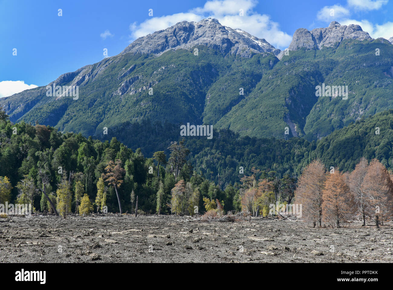 Destroyed forest hi-res stock photography and images - Alamy