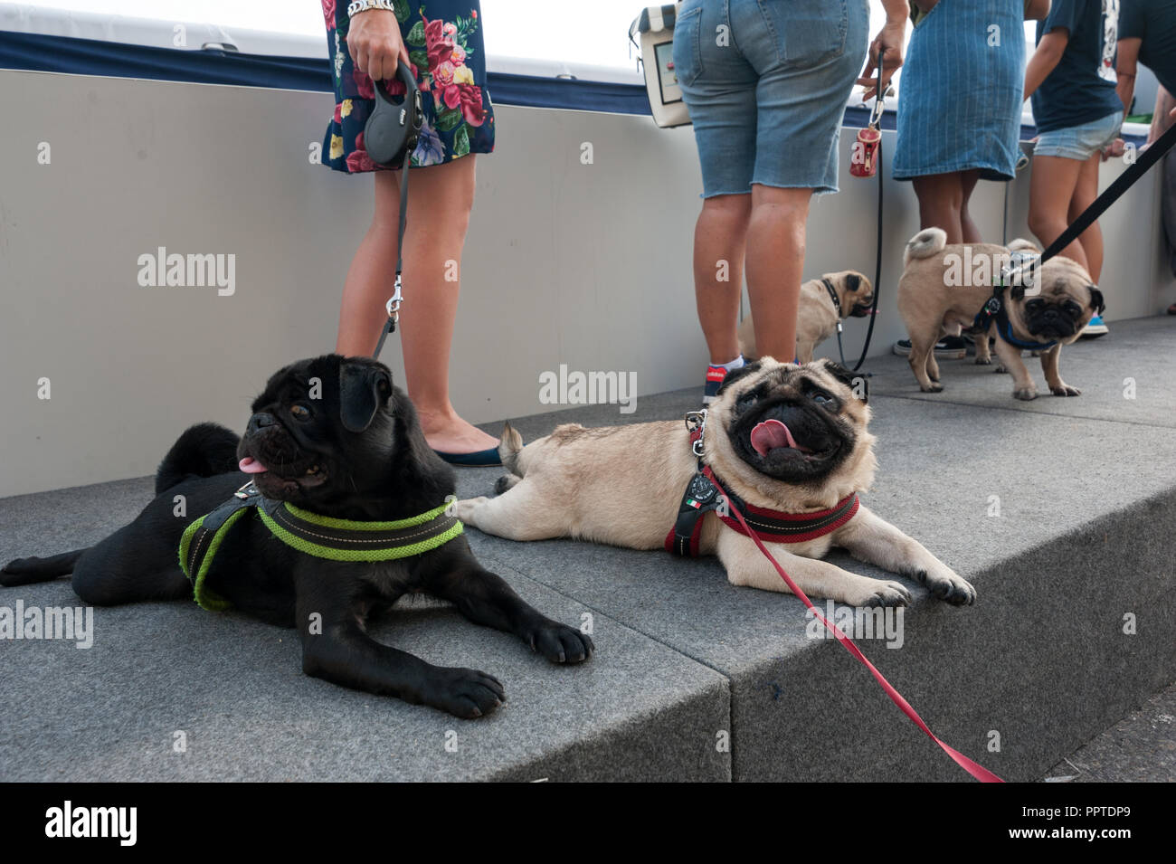 That pug face hi-res stock photography and images - Alamy