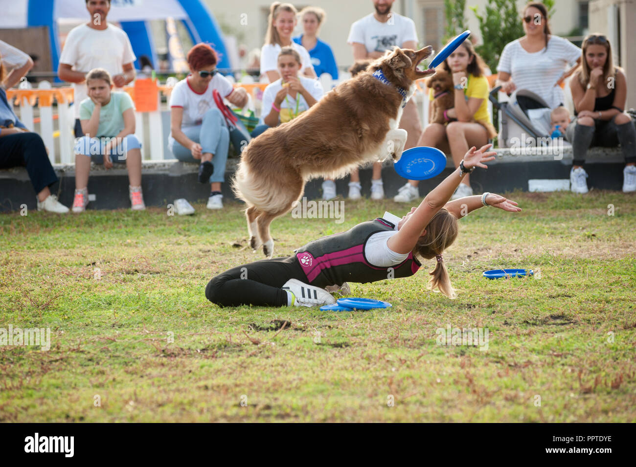 Throwing frisbee disk dog hi-res stock photography and images - Alamy