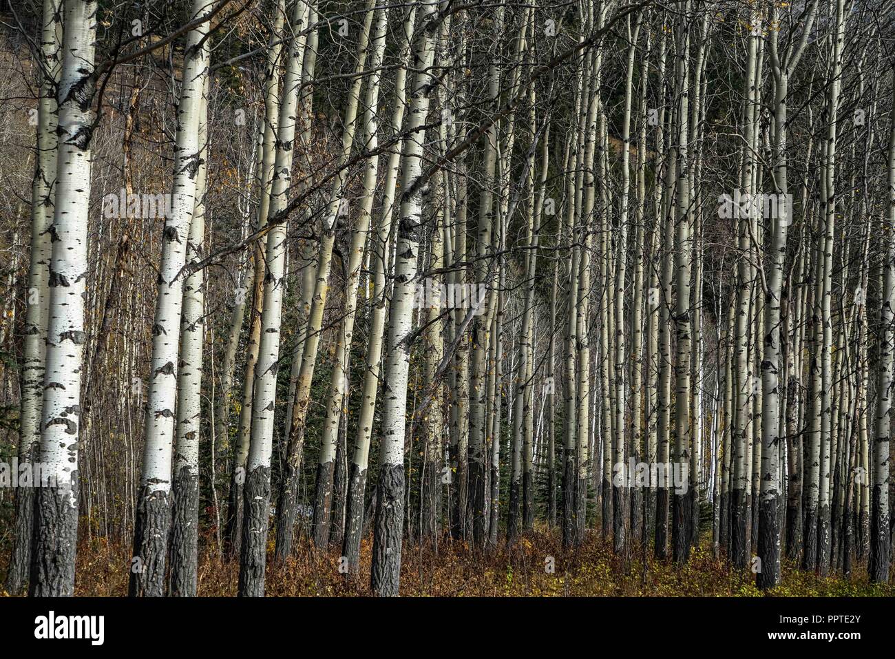 Birch forest in Canada Stock Photo - Alamy