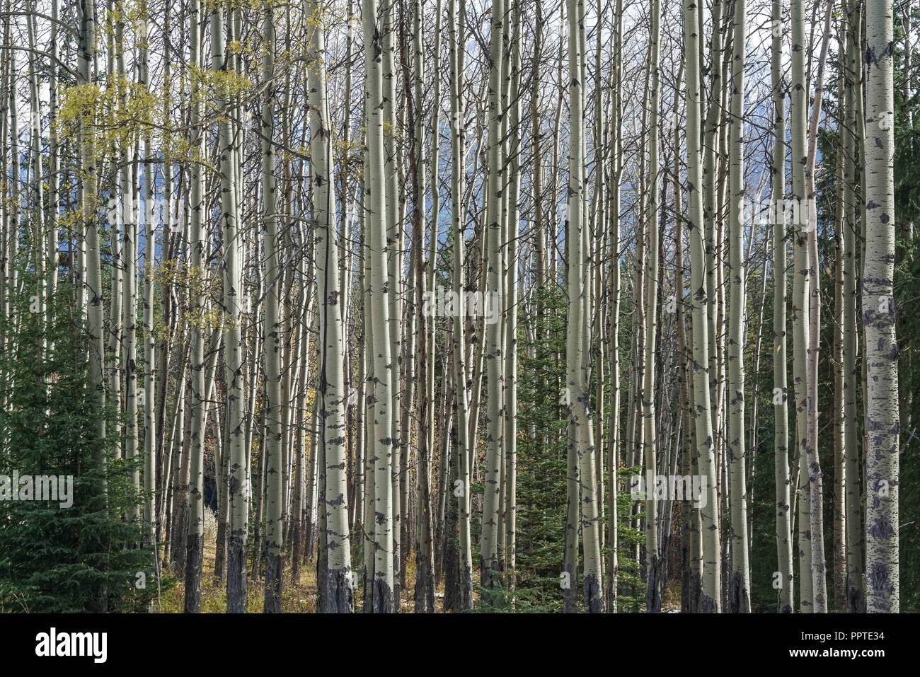 Birch forest in Canada Stock Photo - Alamy