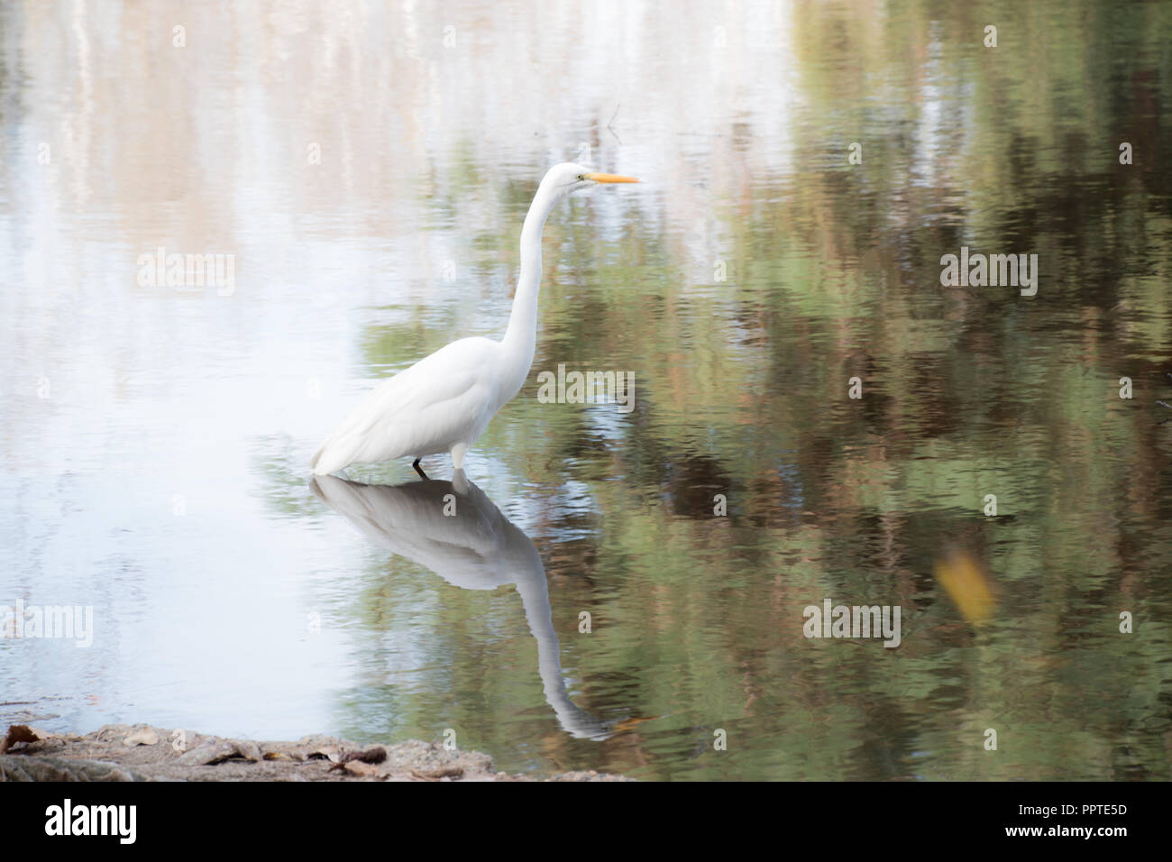 Egret with reflection on blurred background waiting for his next meal ...