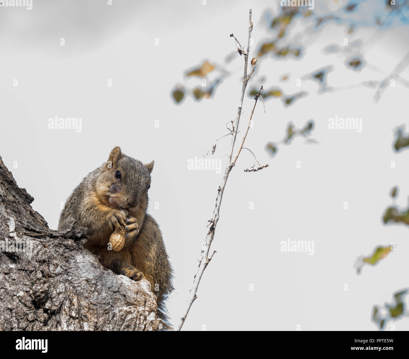 Peanut tree hi-res stock photography and images - Alamy