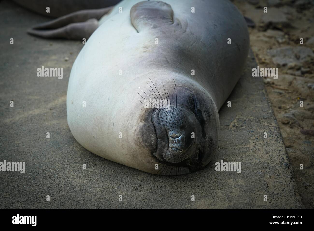 Baby elephant seal sleeping in Point Reyes, California Stock Photo - Alamy