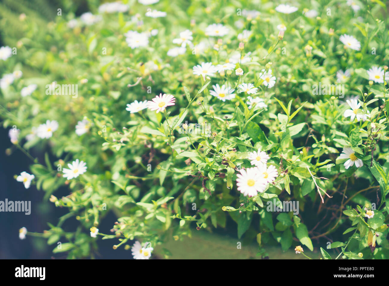 Flowers in nature with sunlight, vintage filter image Stock Photo - Alamy