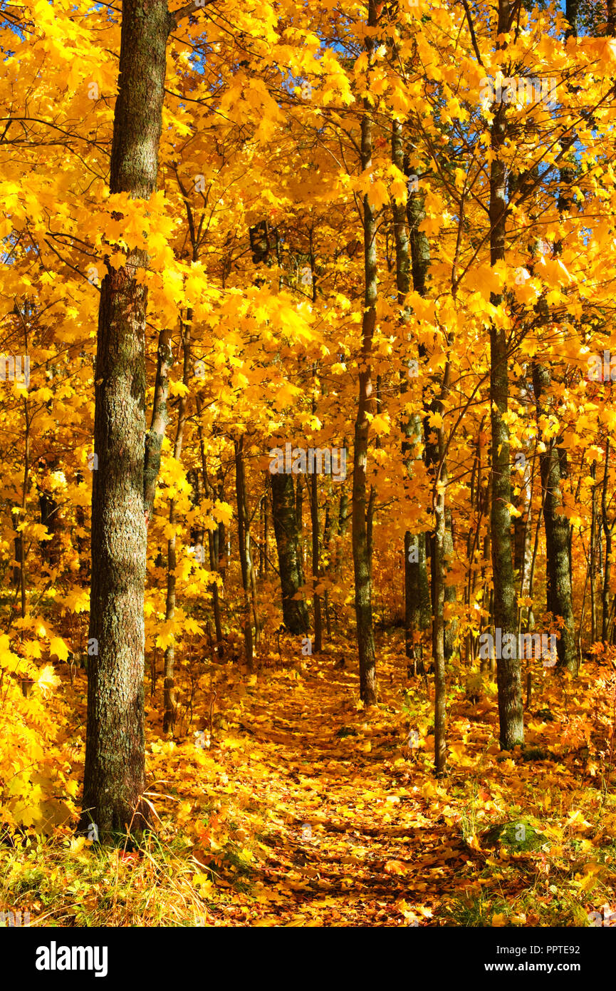 Autumn forest. Maple trees (Acer platanoides) in fall colors Stock ...