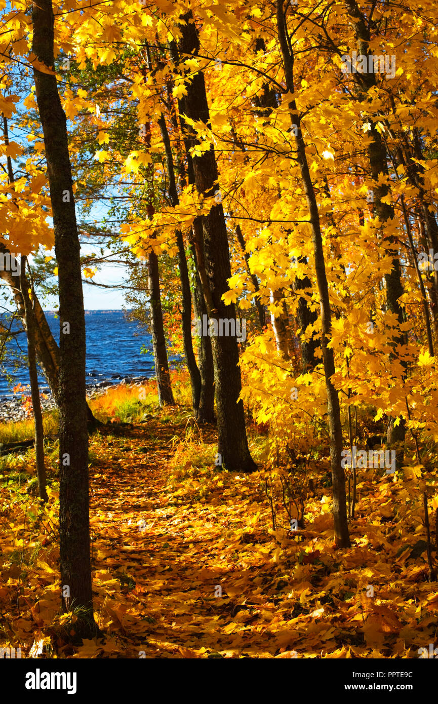 Autumn forest. Maple trees (Acer platanoides) in fall colors Stock Photo - Alamy