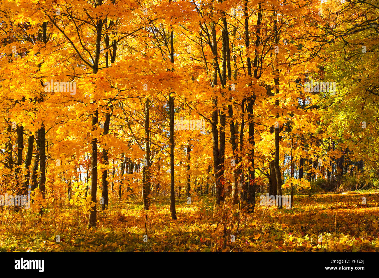 Autumn forest. Maple trees (Acer platanoides) in fall colors Stock ...