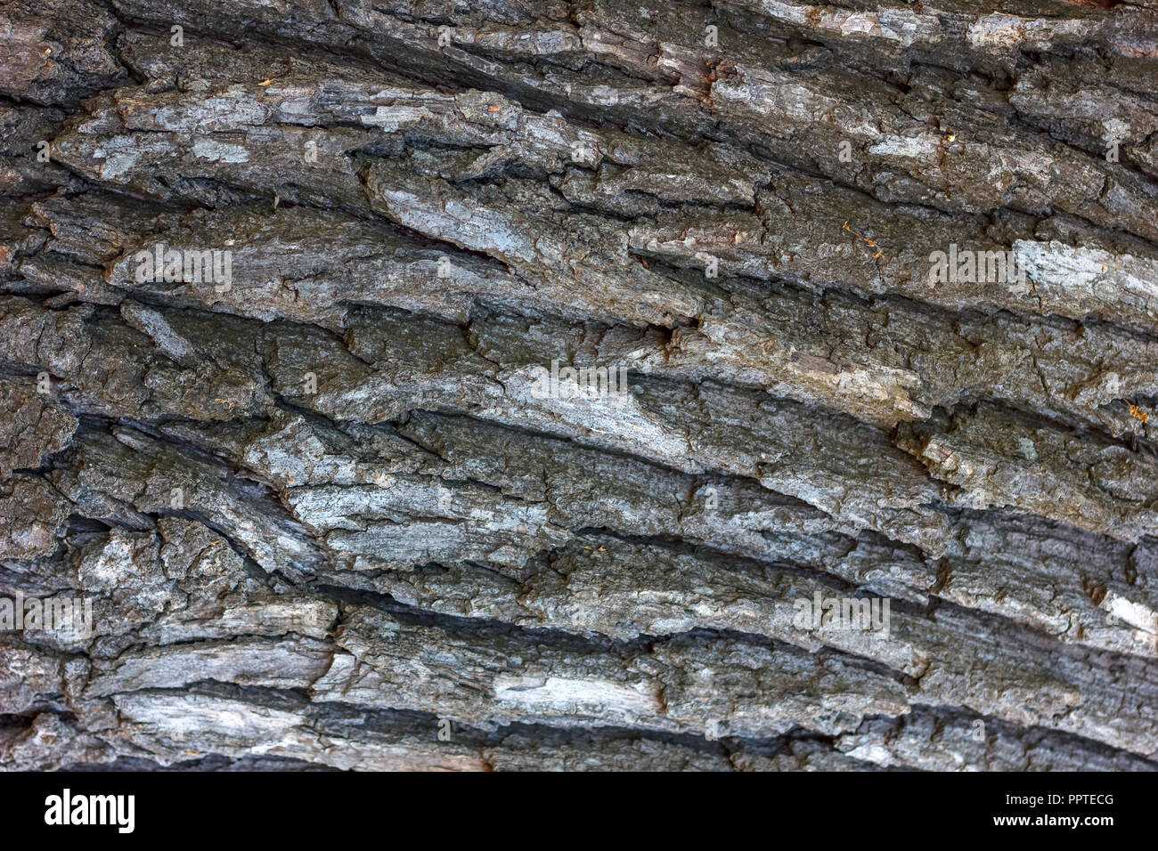 natural texture of tree bark close-up Stock Photo - Alamy