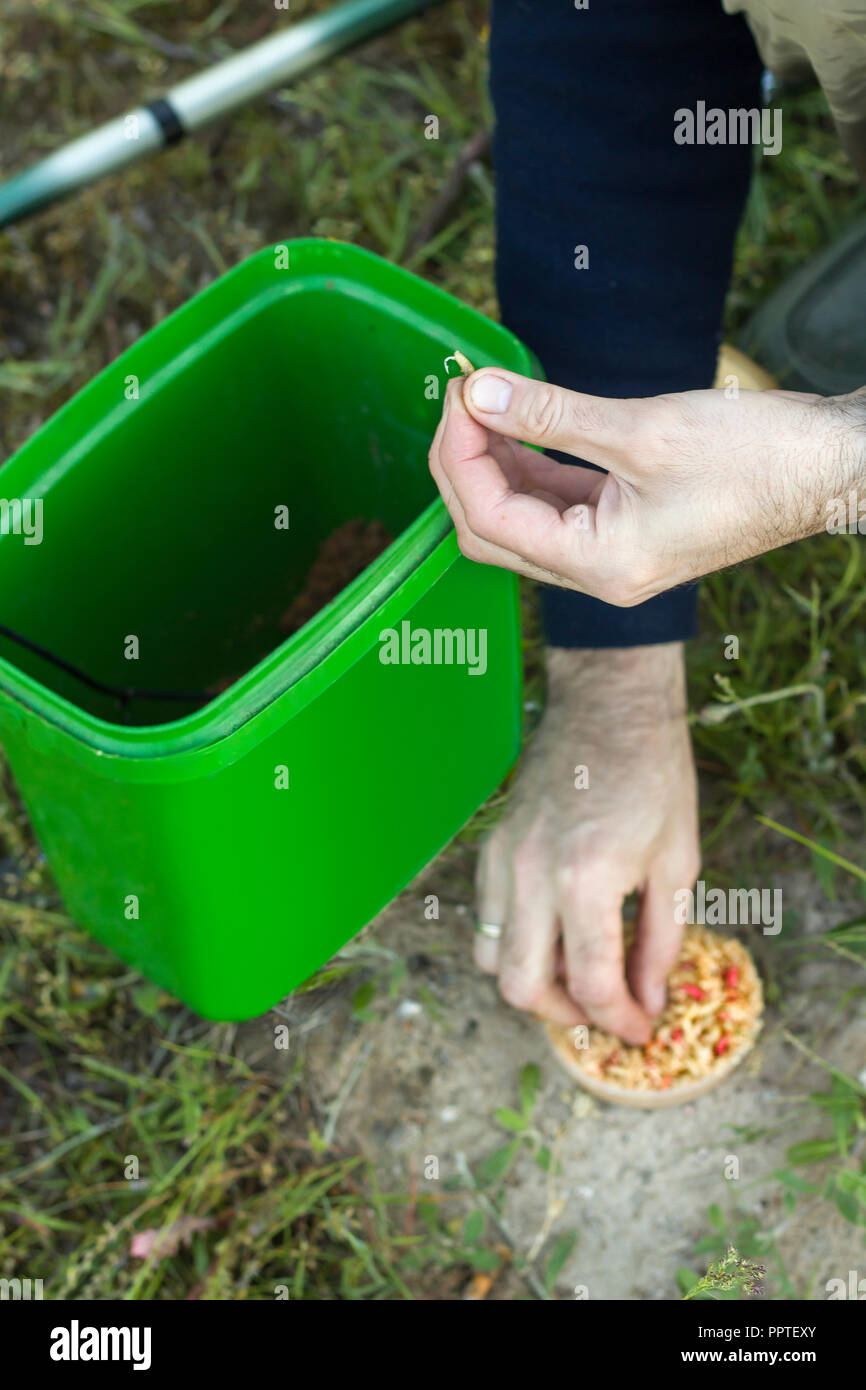 Fly larvae hi-res stock photography and images - Alamy