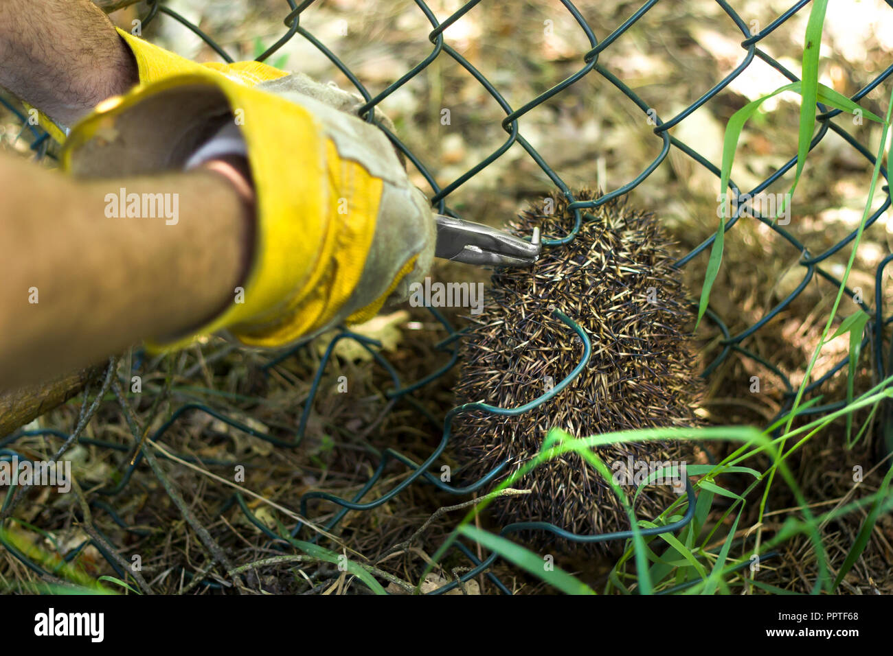 Hedgehog stuck in a fence net. Wire bending using pliers Stock Photo ...