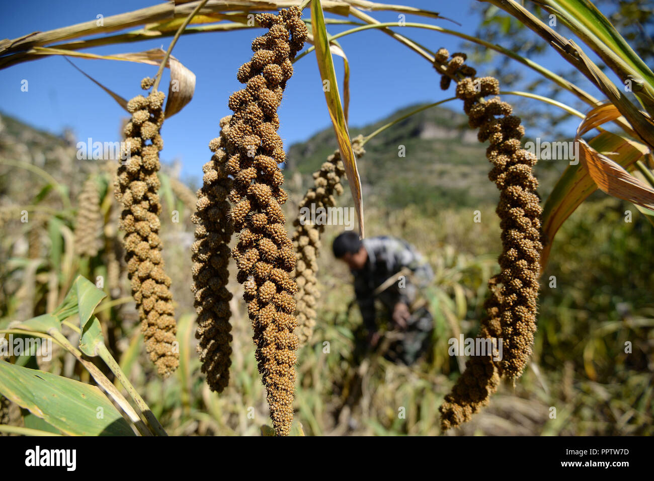 Handan, Handan, China. 27th Sep, 2018. Handan, CHINA-Peasants are busy ...