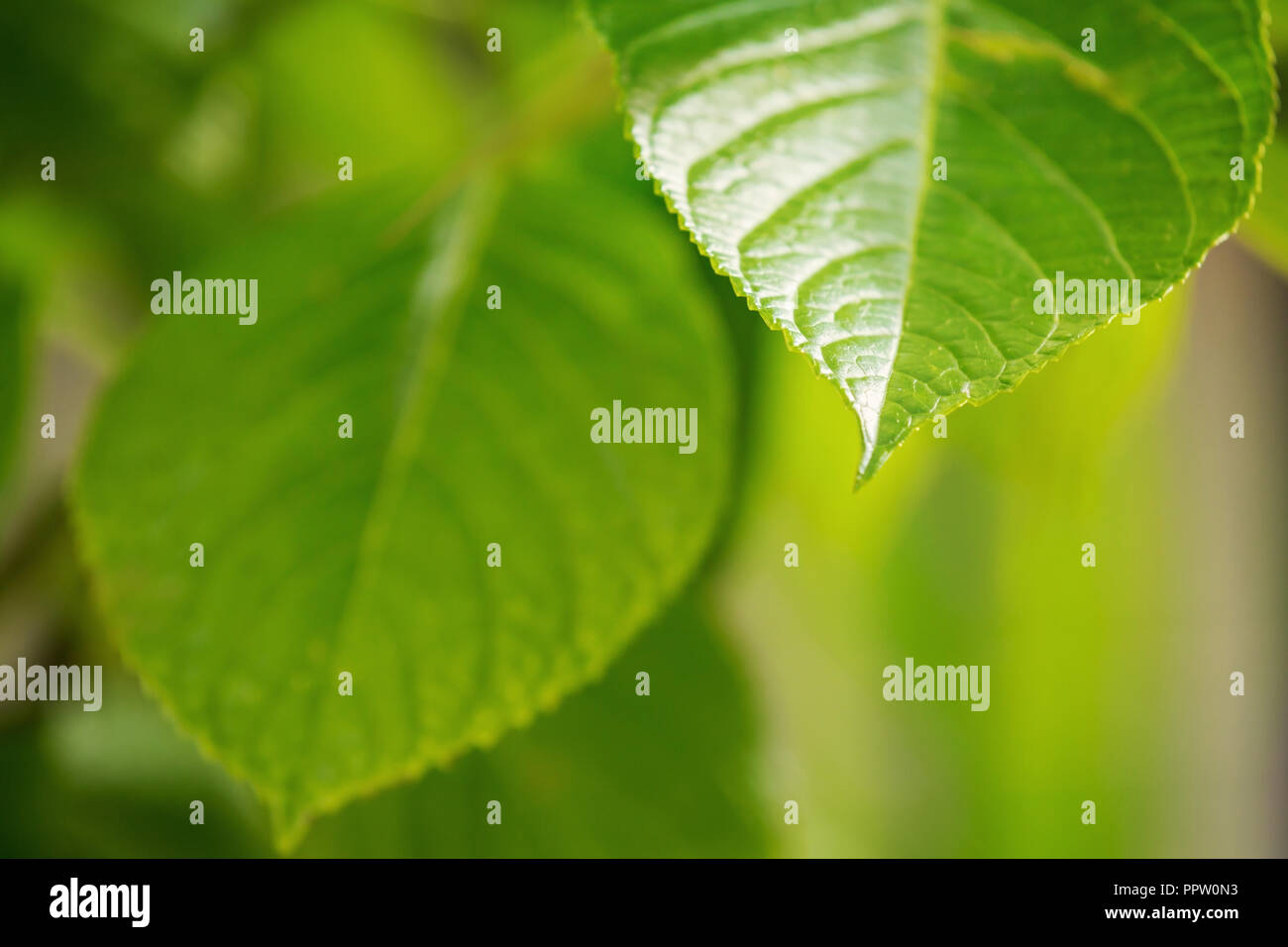 Zoom Close Up of a Beautiful Green Leaf in Nature Stock Photo - Alamy