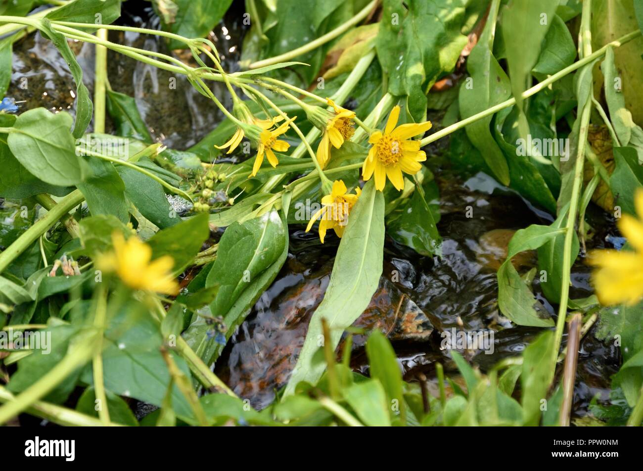 Wildflowers next to stream hi-res stock photography and images - Alamy