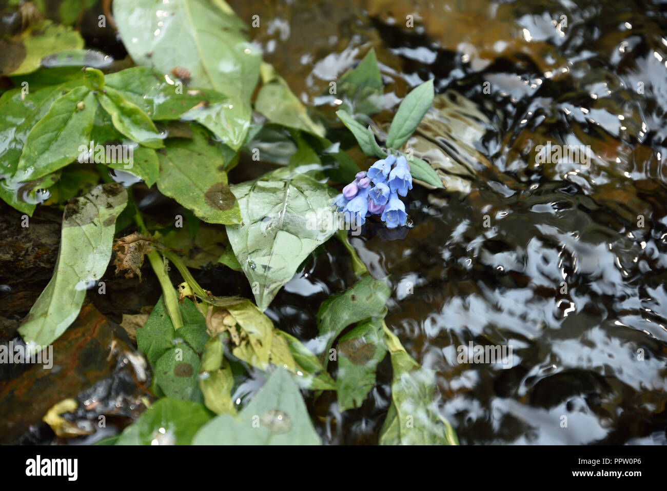 Wildflowers next to stream hi-res stock photography and images - Alamy