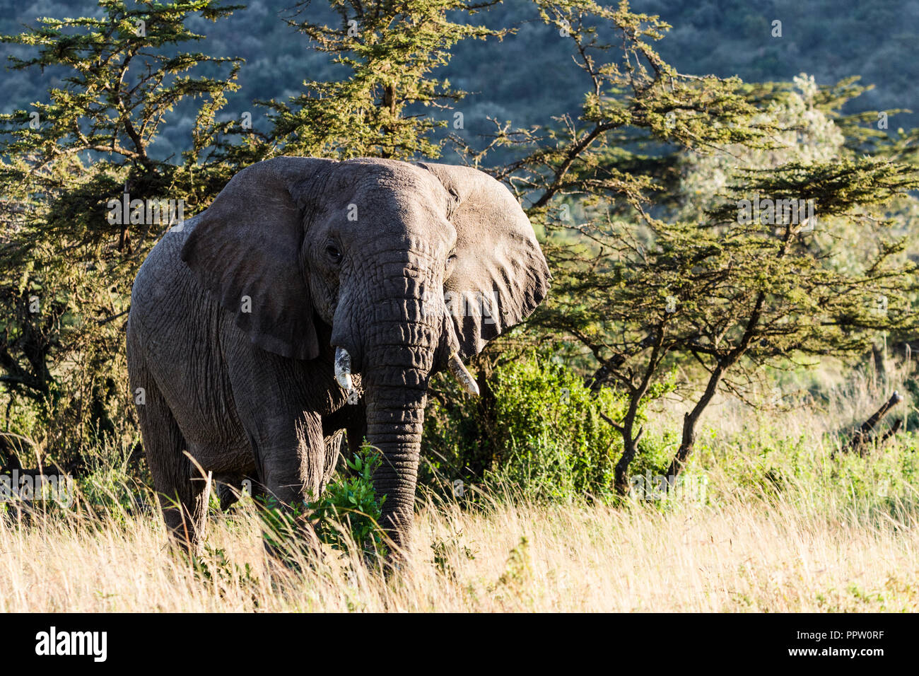 Elephant, Masai Mara National Reserve, Kenya Stock Photo - Alamy
