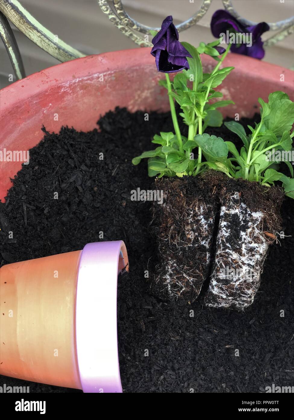 spring planting images fresh dirt and seedlings Stock Photo - Alamy