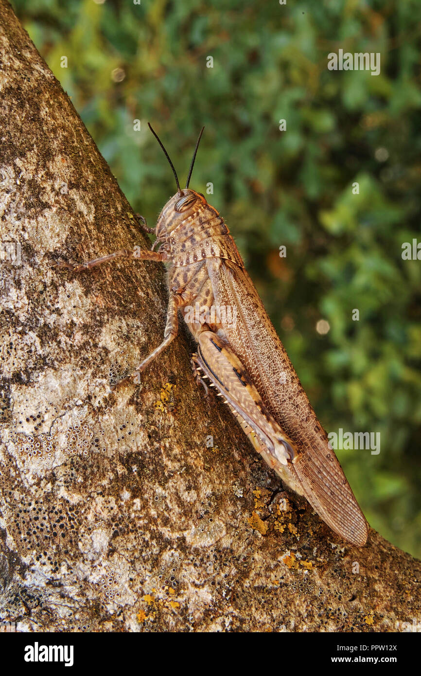 specimen of grasshopper, egyptian locust Stock Photo - Alamy