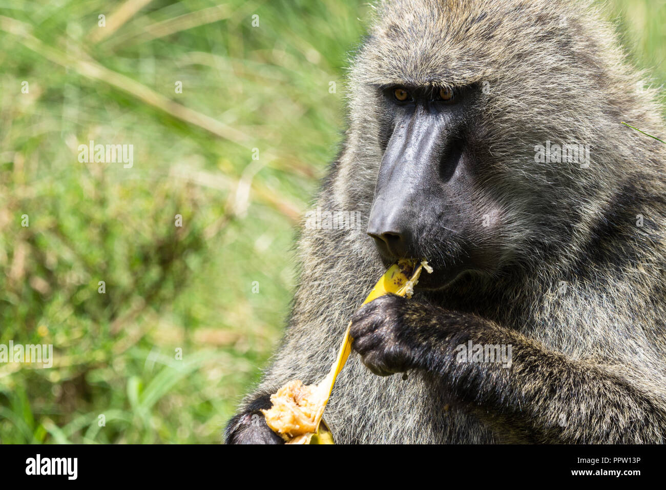 Adult olive baboon (Papio Anubis) eating a banana, Maasai Mara National ...