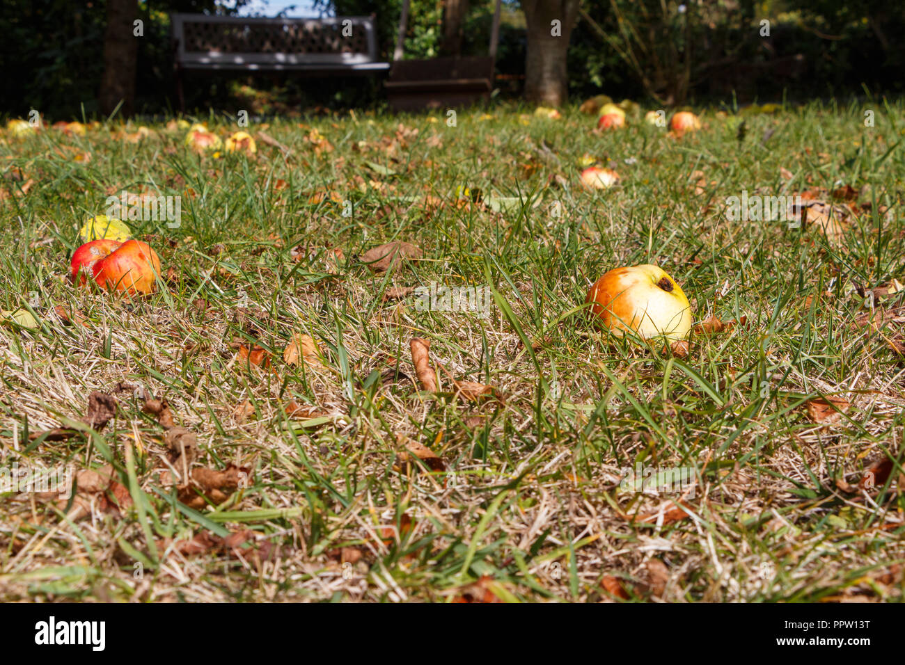 Rotten apples on the ground of an orchard during autumn Stock Photo - Alamy