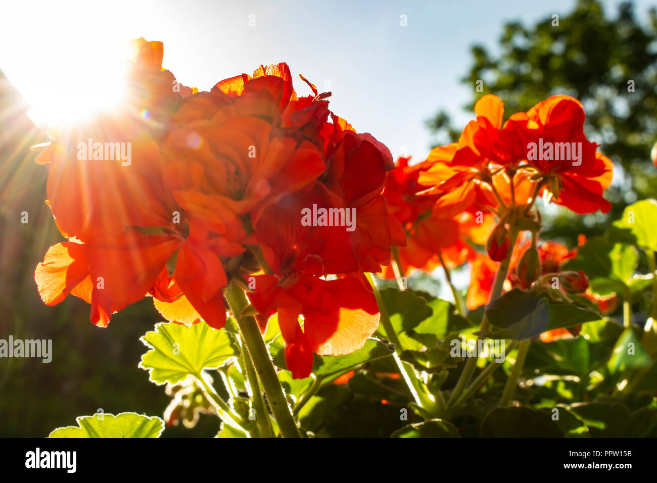 Red summer flowers with the sun shining from behind Stock Photo - Alamy