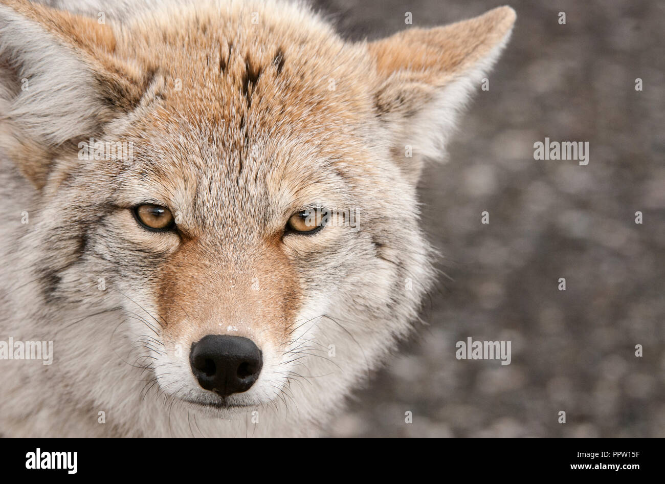 Mice Tourism High Resolution Stock Photography and Images - Alamy