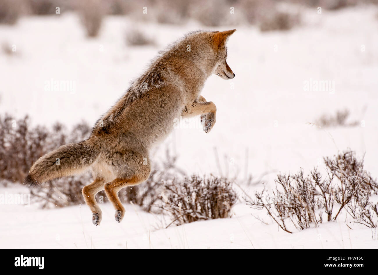 Yellowstone predator hi-res stock photography and images - Alamy
