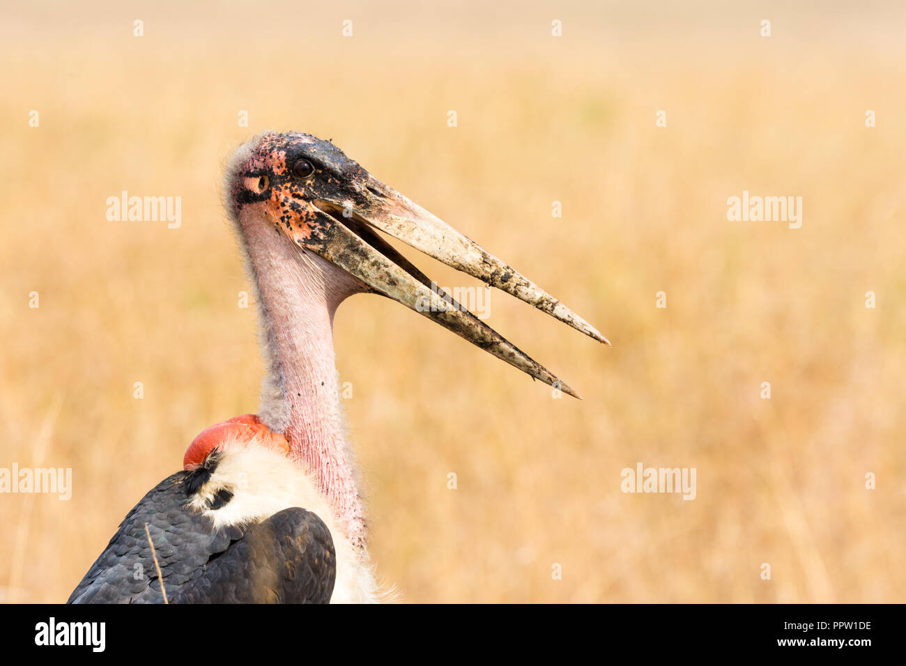 Marabou stork, Maasai Mara National Reserve, Kenya Stock Photo - Alamy