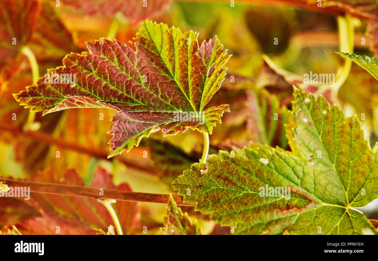 Fantastic blackcurrant leaves ,autumn colors , saturated colors ...