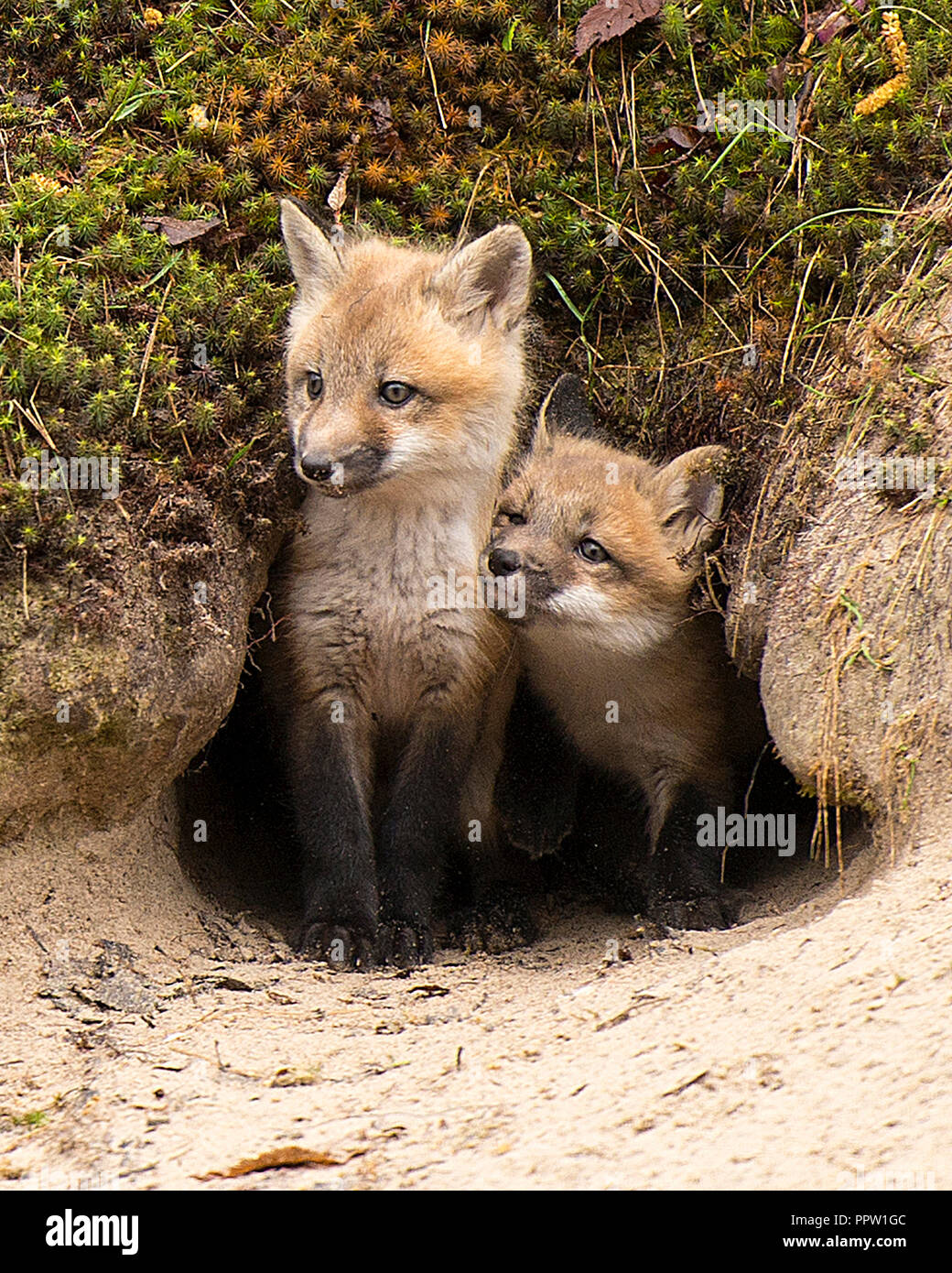 Red Fox kits at the entrance of the den and enjoying their surrounding Stock Photo - Alamy