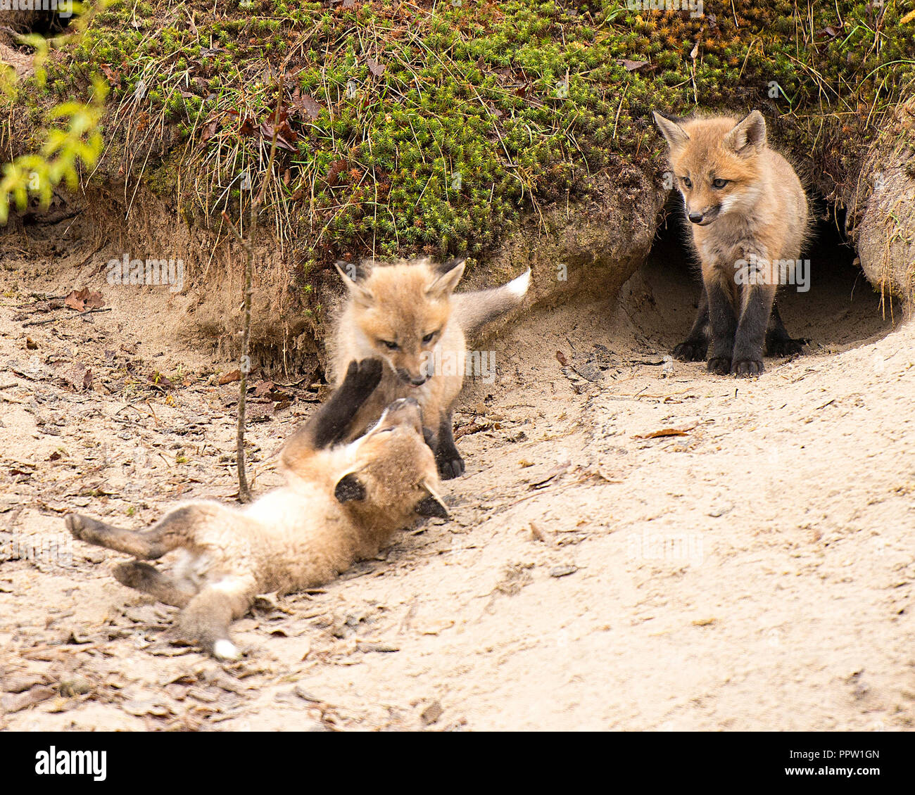 Fox calendar photos hi-res stock photography and images - Alamy