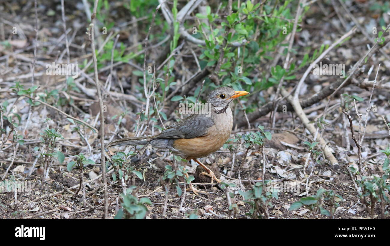 Yellow beak bird Stock Photo - Alamy